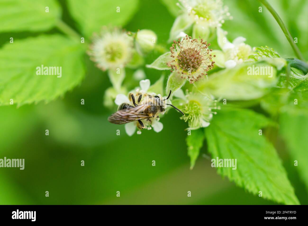 Mining Bee on Black Raspberry Flowers Stock Photo - Alamy