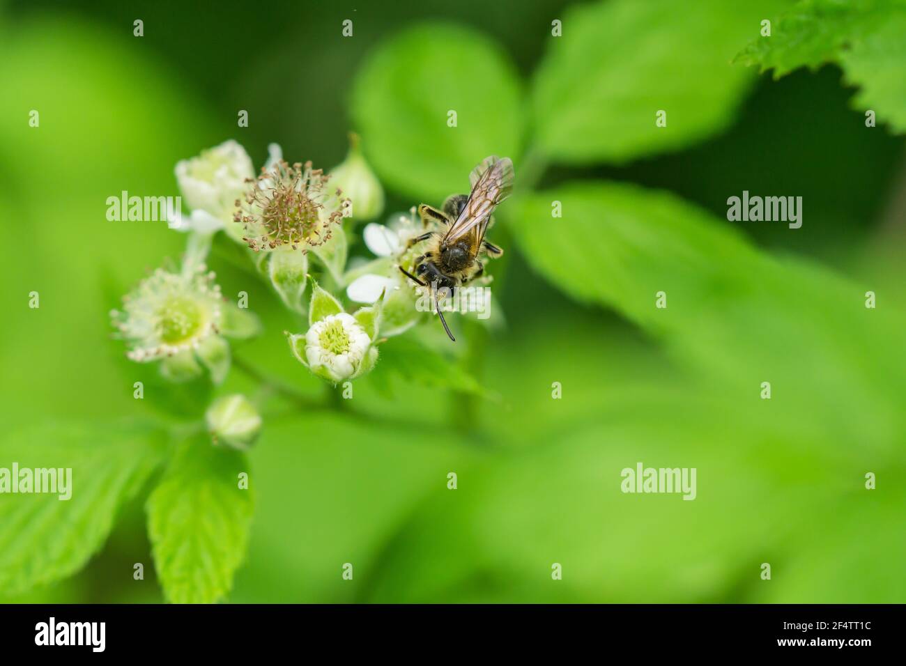 Mining Bee on Black Raspberry Flowers Stock Photo - Alamy
