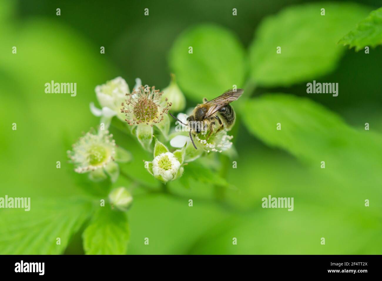 Mining Bee on Black Raspberry Flowers Stock Photo - Alamy