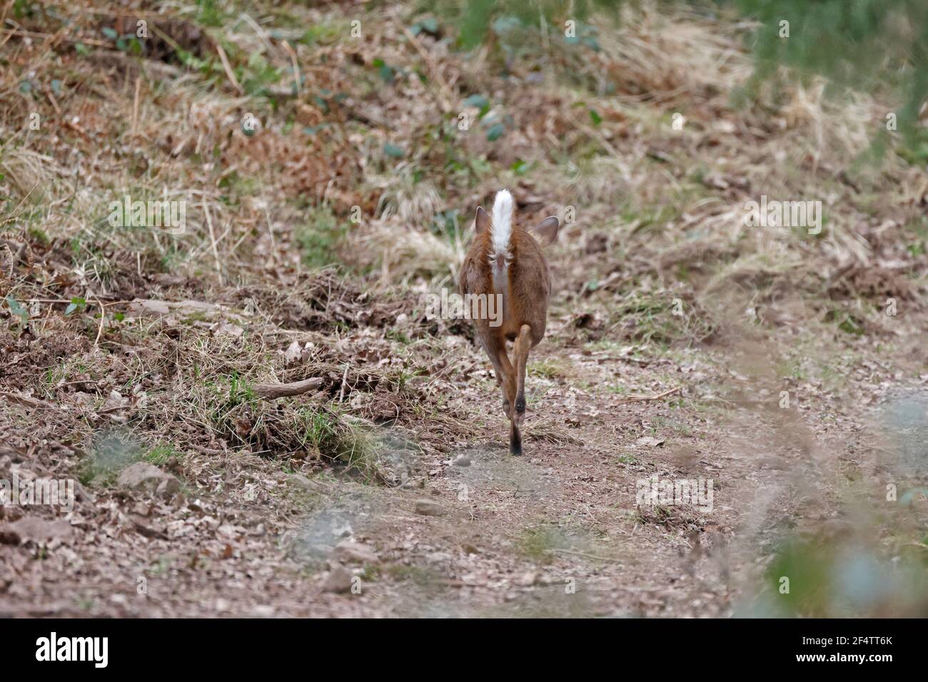 Rear view of a Muntjac Deer with its tail up in the Forest of Dean ...
