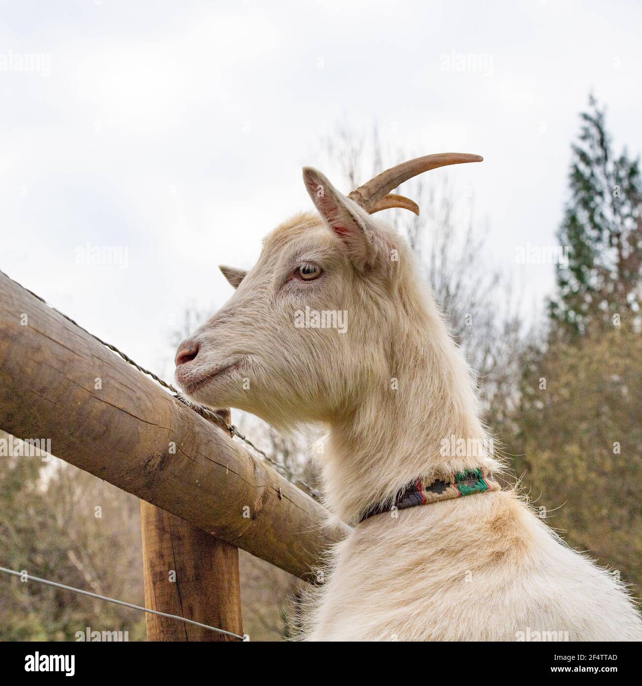 Goat Profile