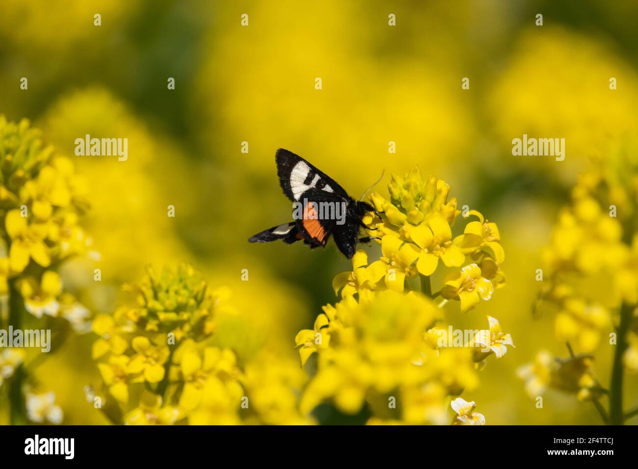 Grapevine Epimenis Moth on Wintercress Flowers Stock Photo - Alamy