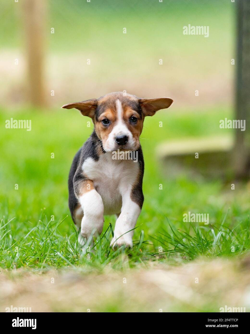 Foxhound puppy walking hi-res stock photography and images - Alamy