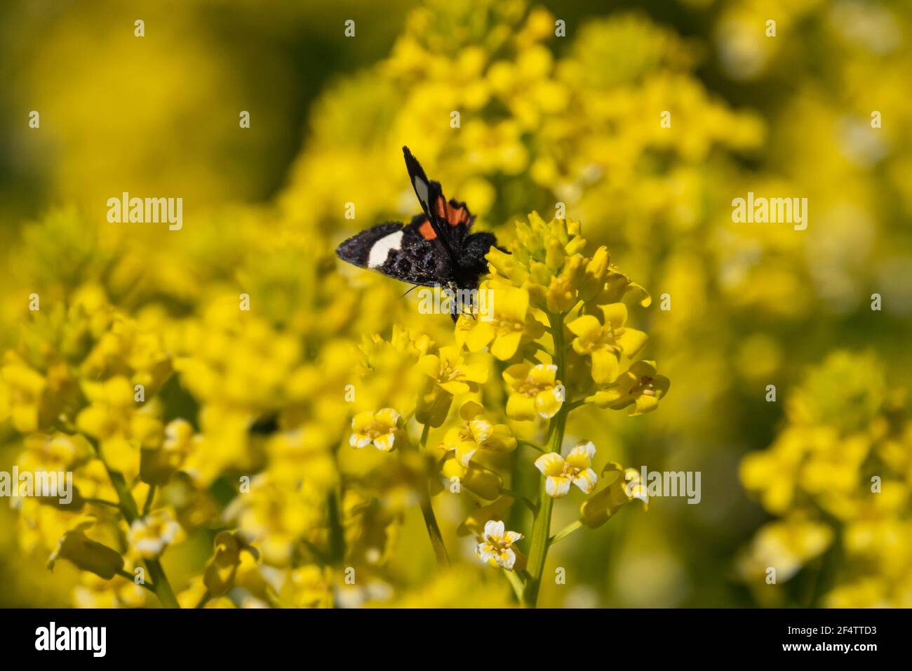 Grapevine Epimenis Moth on Wintercress Flowers Stock Photo - Alamy
