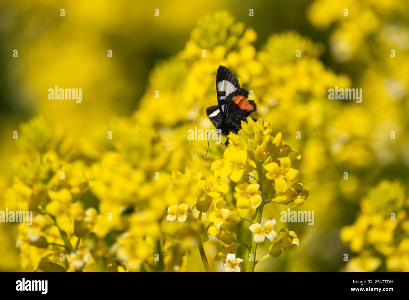 Grapevine Epimenis Moth on Wintercress Flowers Stock Photo - Alamy
