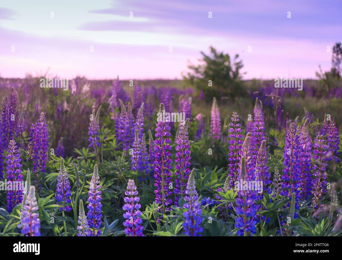 Lilac tones background hi-res stock photography and images - Alamy
