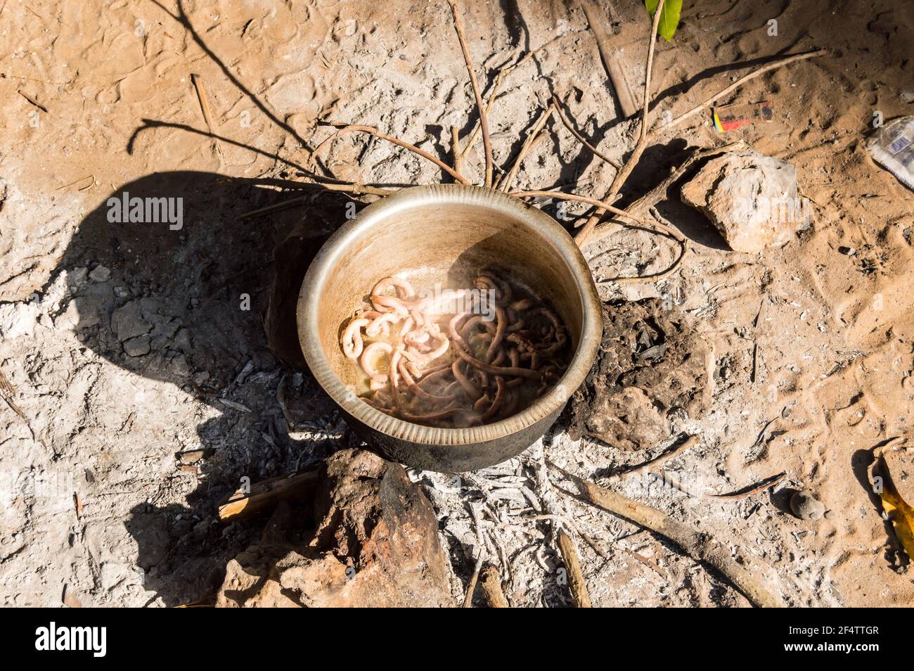 Cooking pot resting on a ground wood fire with chicken intestines being ...