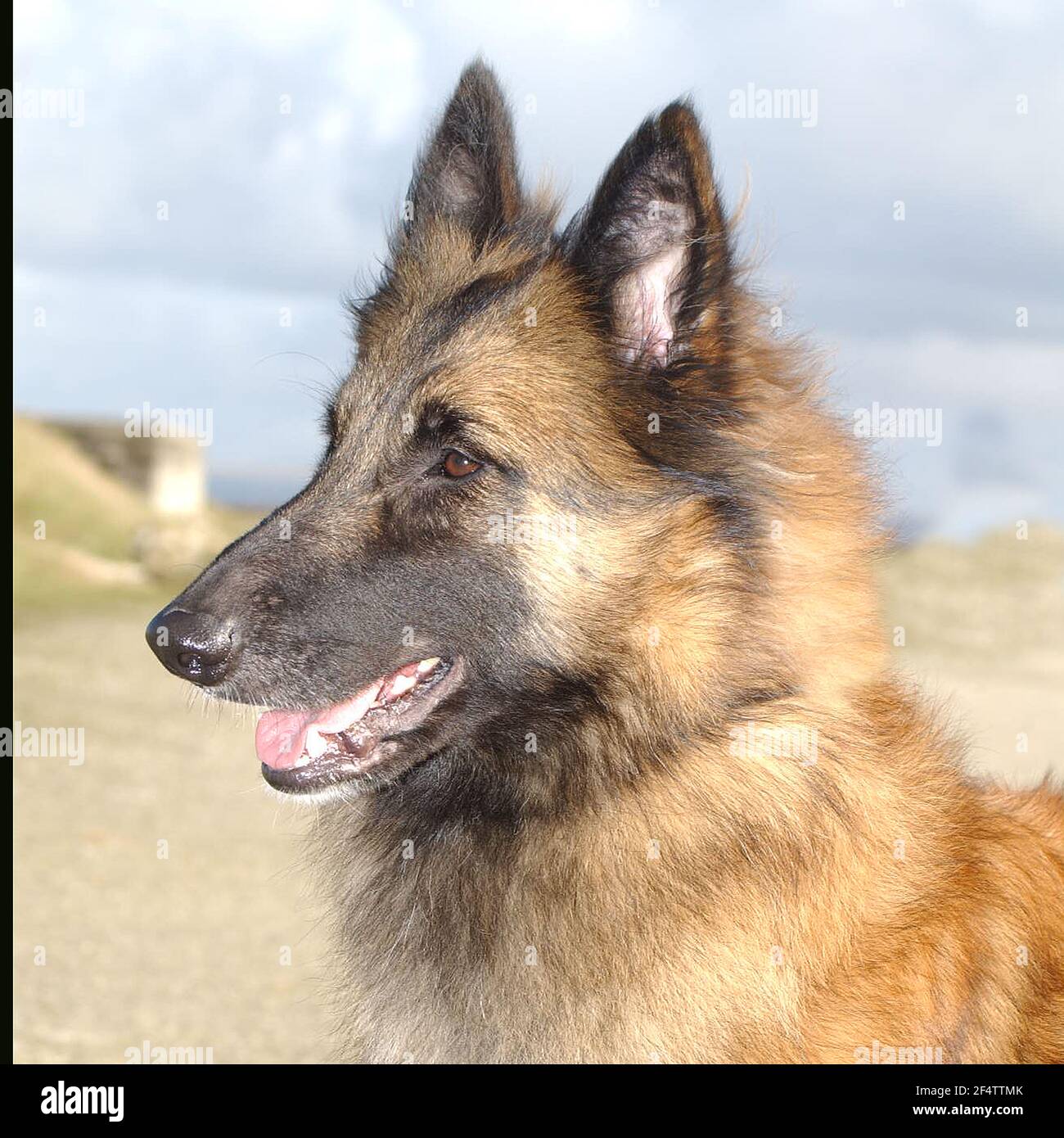 Belgian shepherd dog Stock Photo - Alamy