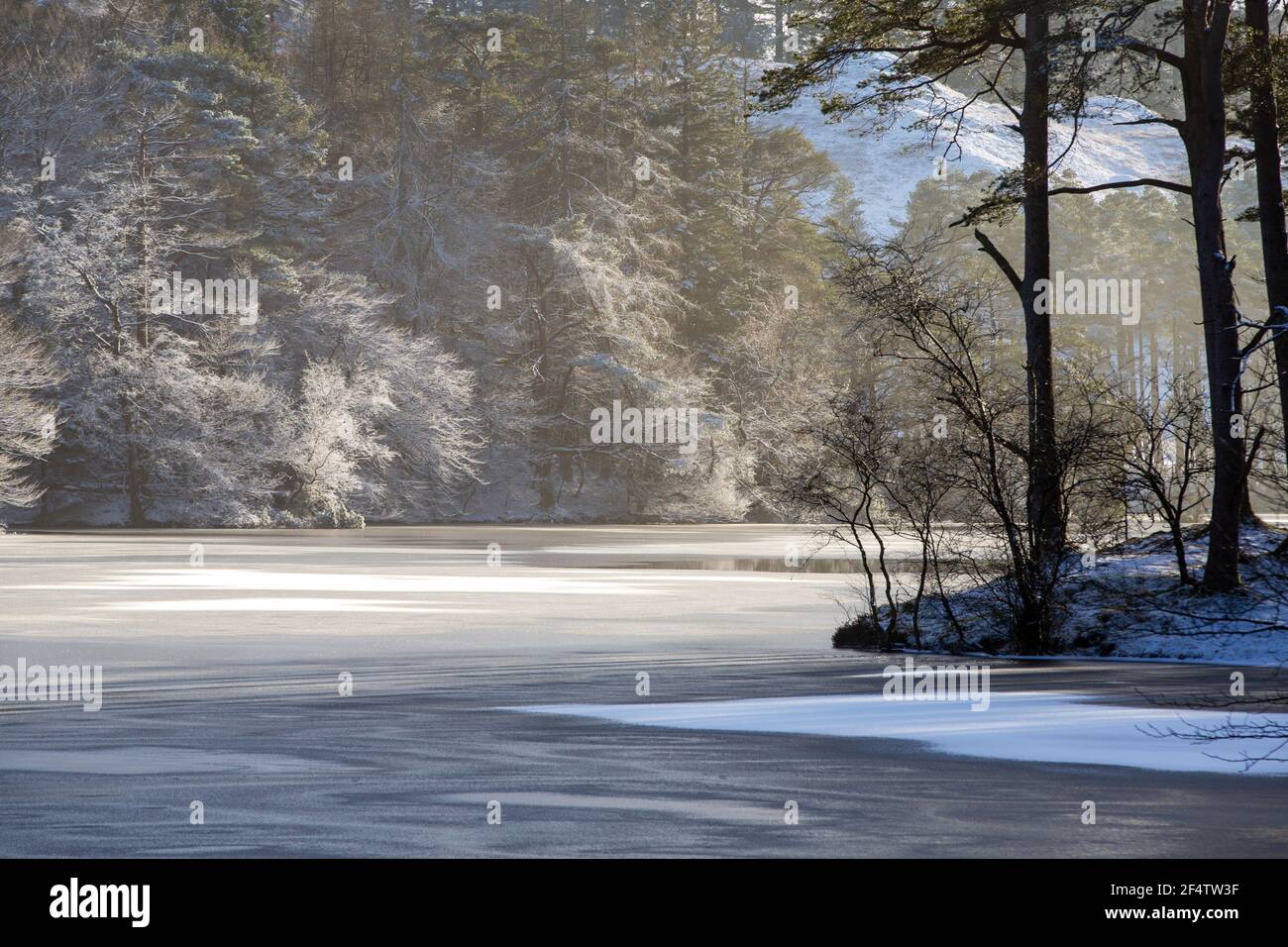 Misty conditions at Tarn Howes frozen over in winter, Lake District, UK ...
