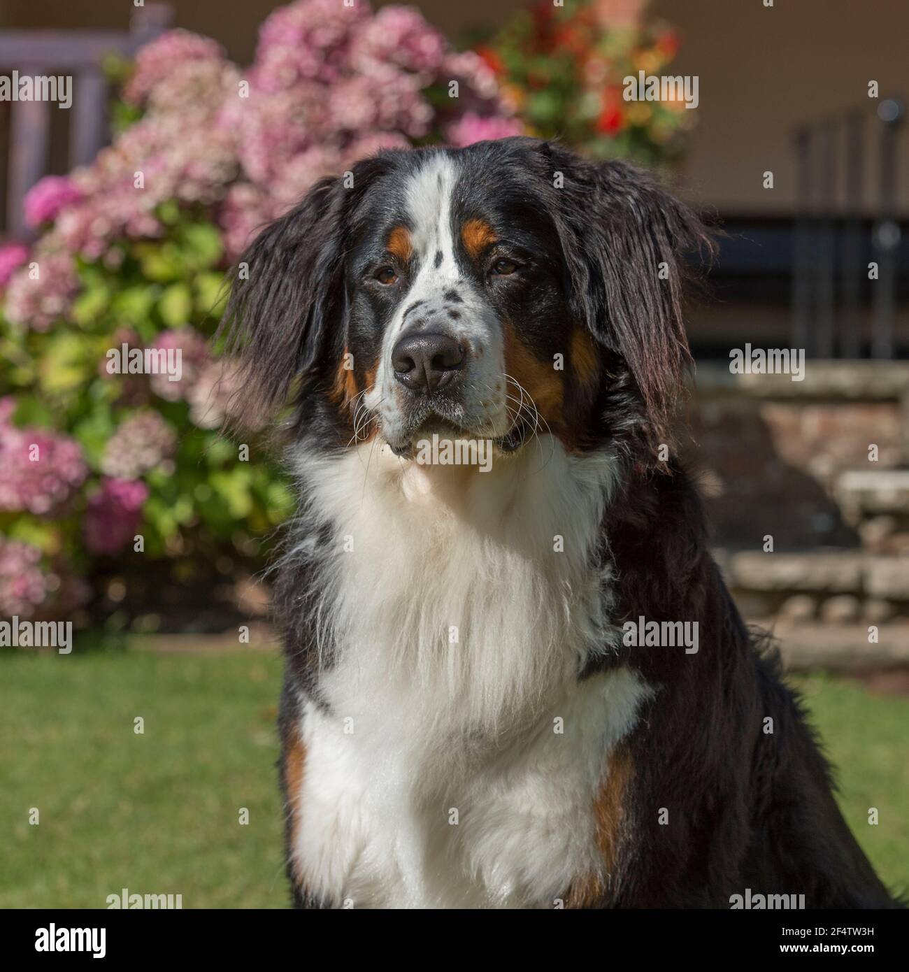 Adult male bernese mountain dog hi-res stock photography and images - Alamy