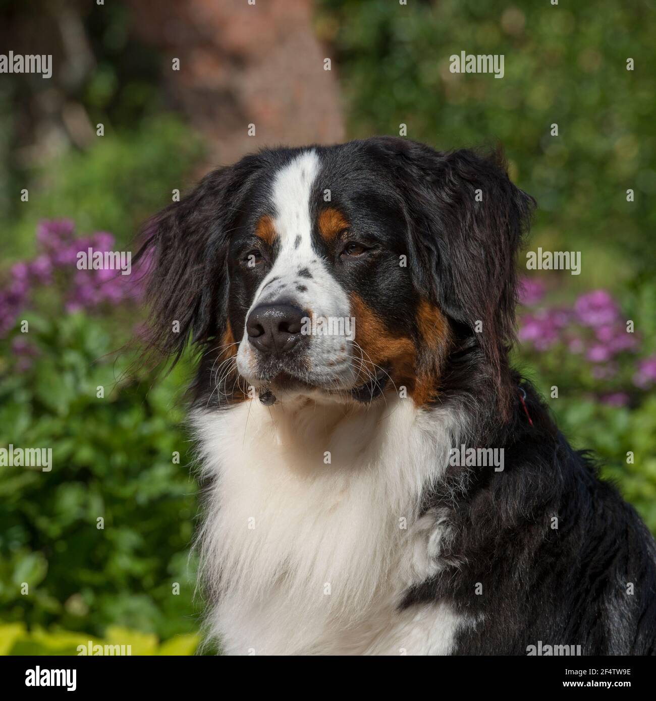 Bernese mountain dog portrait adult hi-res stock photography and images ...