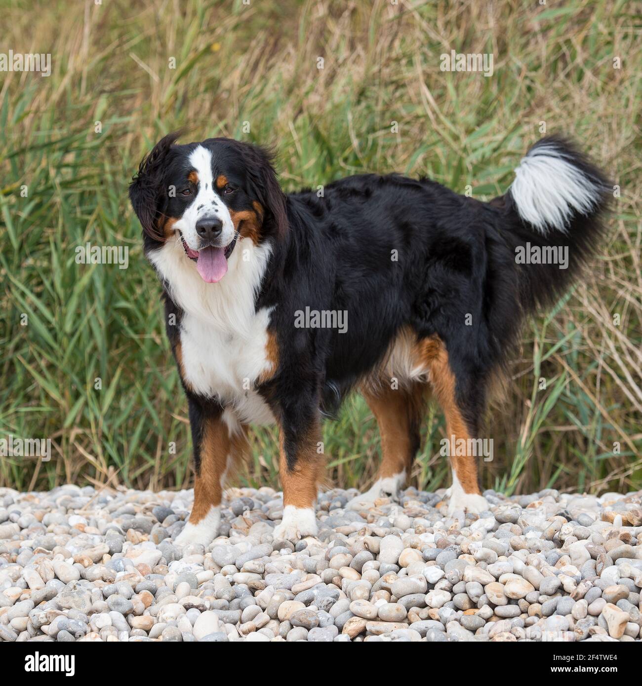 Side view happy bernese hi-res stock photography and images - Alamy
