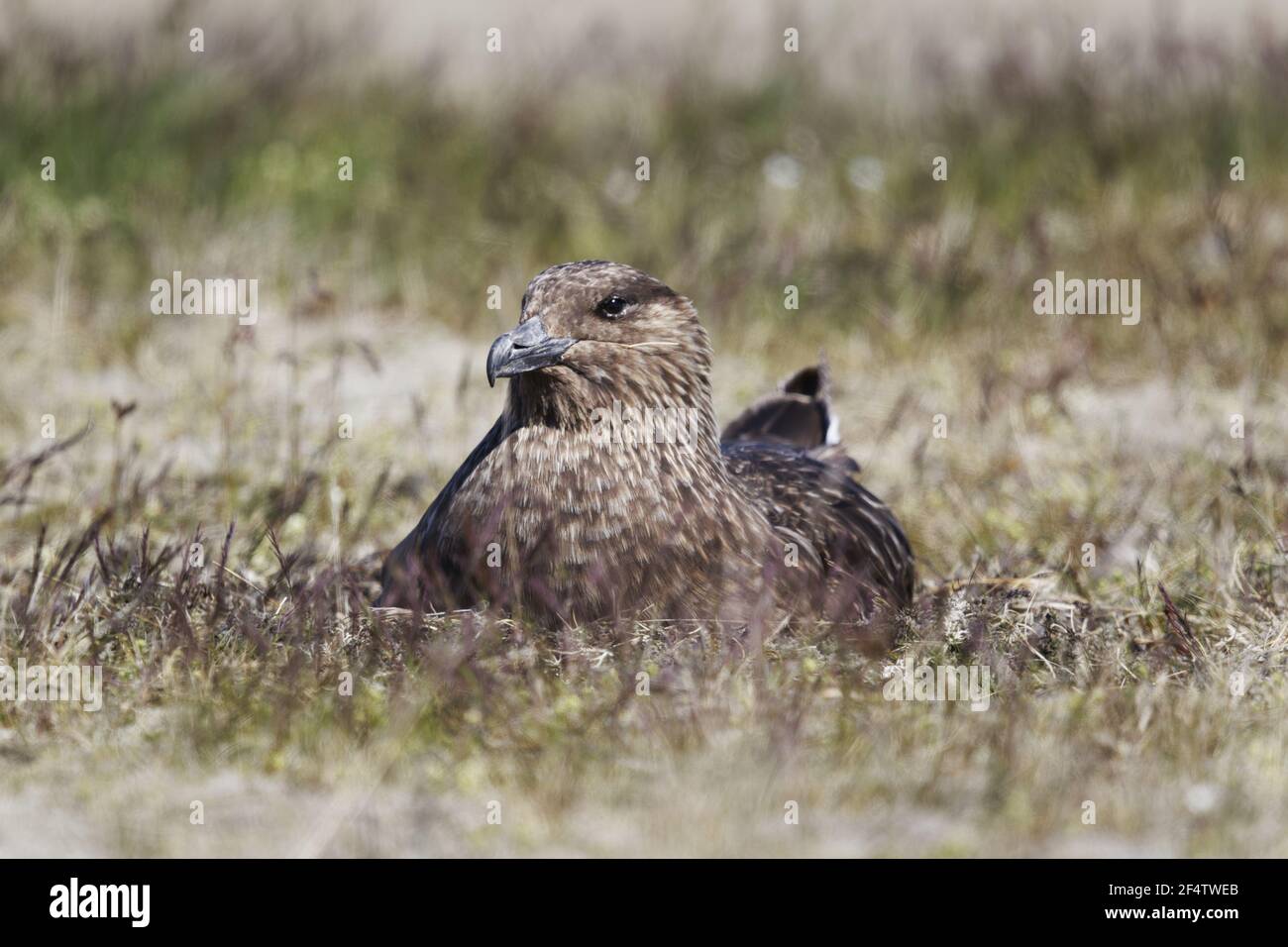 Great skua on nest hi-res stock photography and images - Alamy