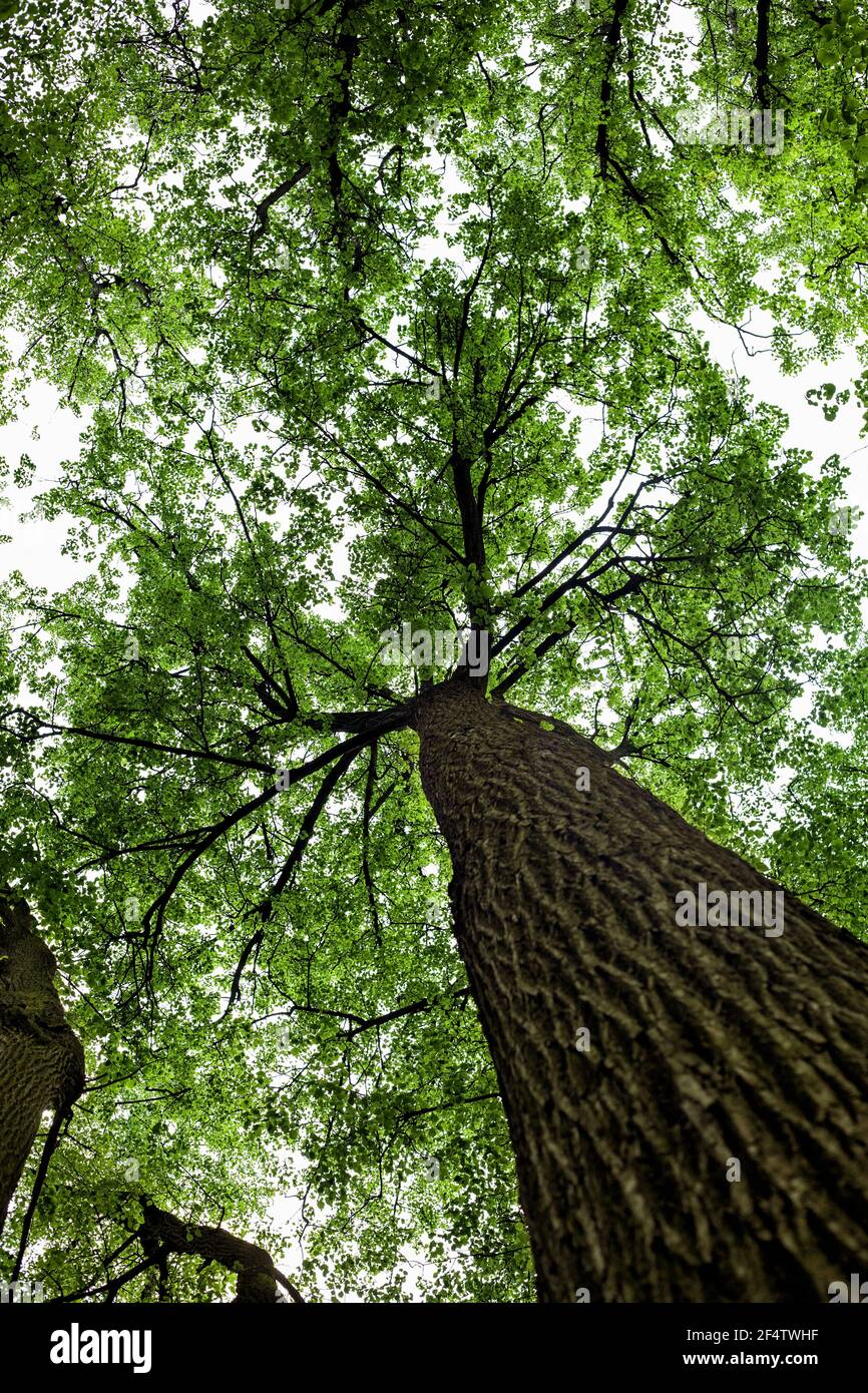 Trunk of a tree with green crowns. Bottom-up view. Summer nature ...