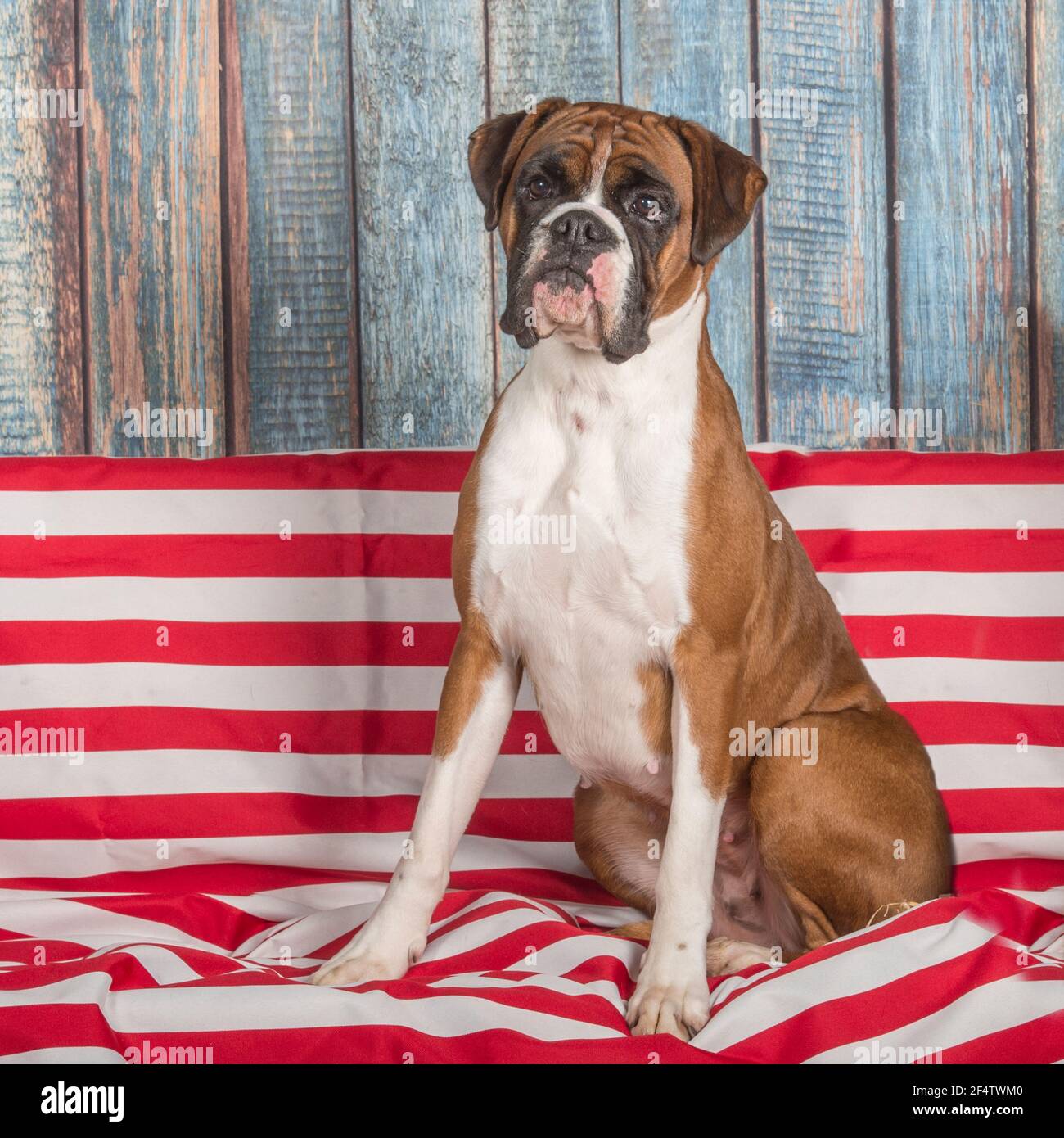 Dog sitting on chair hi-res stock photography and images - Alamy
