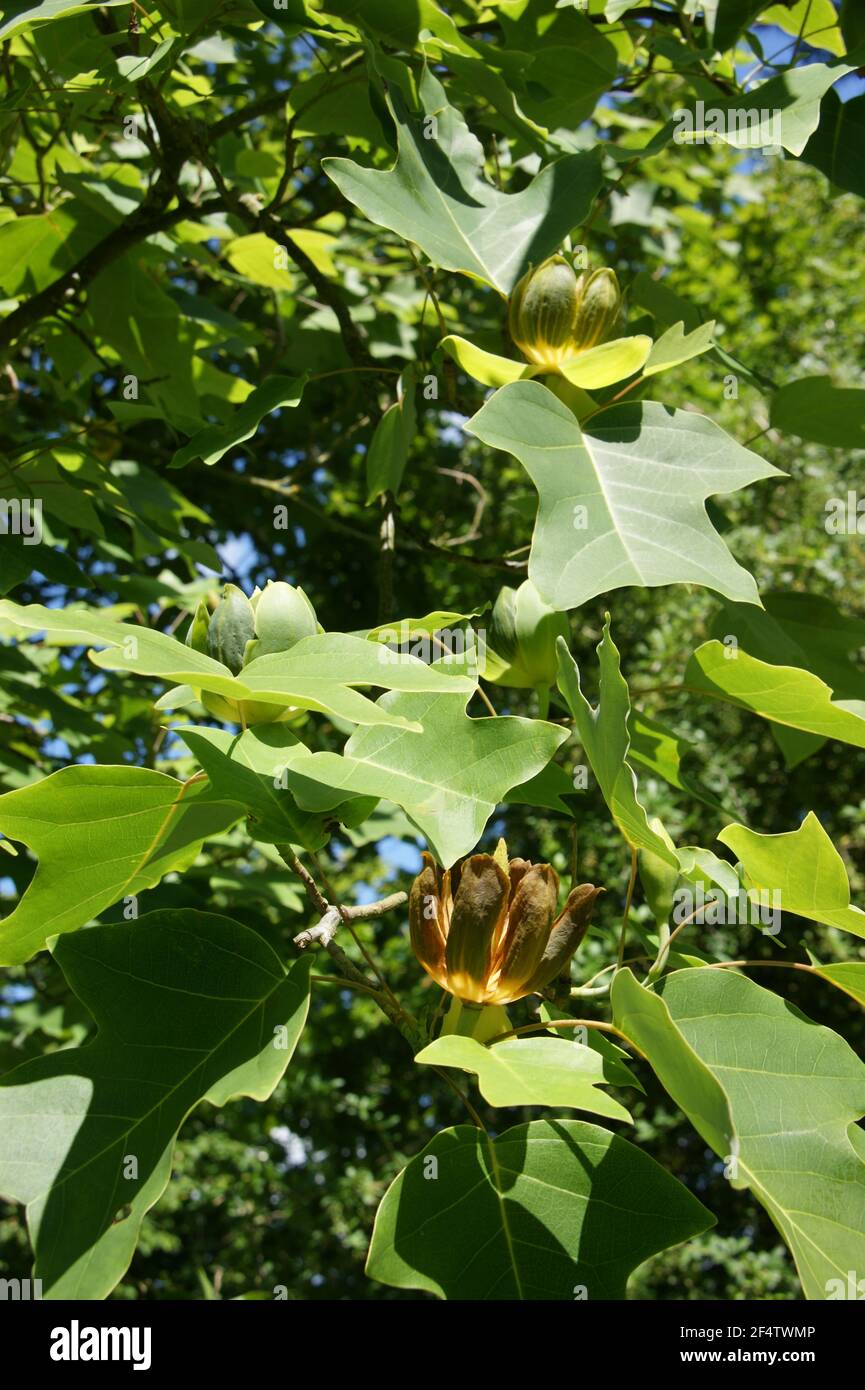 Chinese tulip tree flowers shown in three stages of life Stock Photo ...