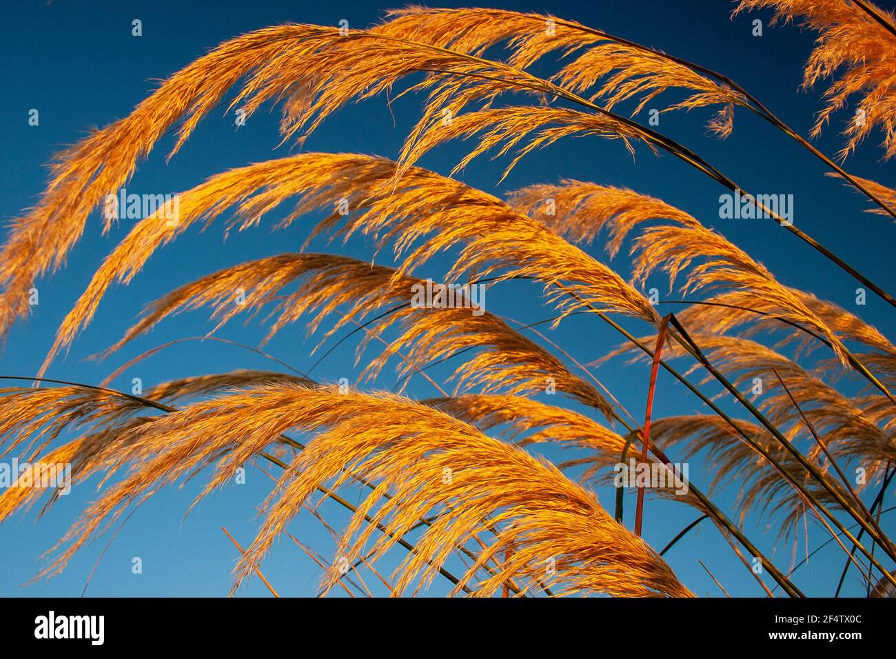 Miscanthus in sunset hi-res stock photography and images - Alamy