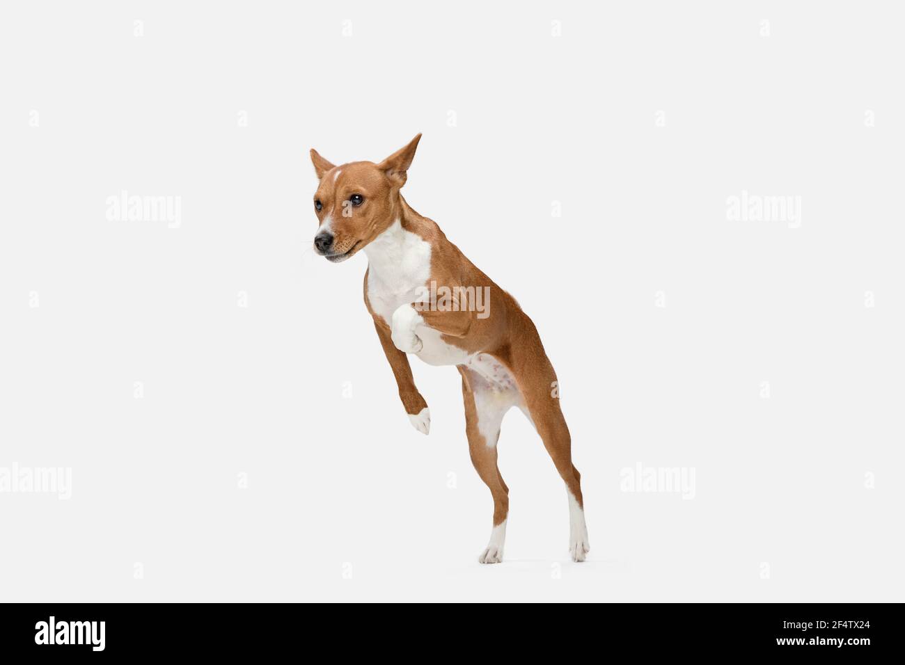 Cute puppy of Basenji dog posing isolated over white background Stock ...