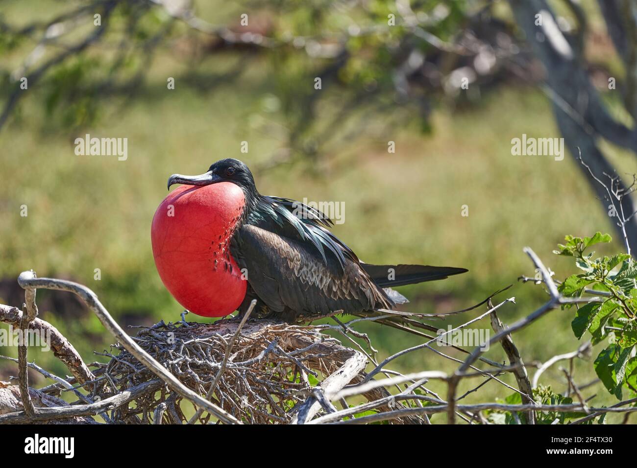 Gular Sac High Resolution Stock Photography and Images - Alamy