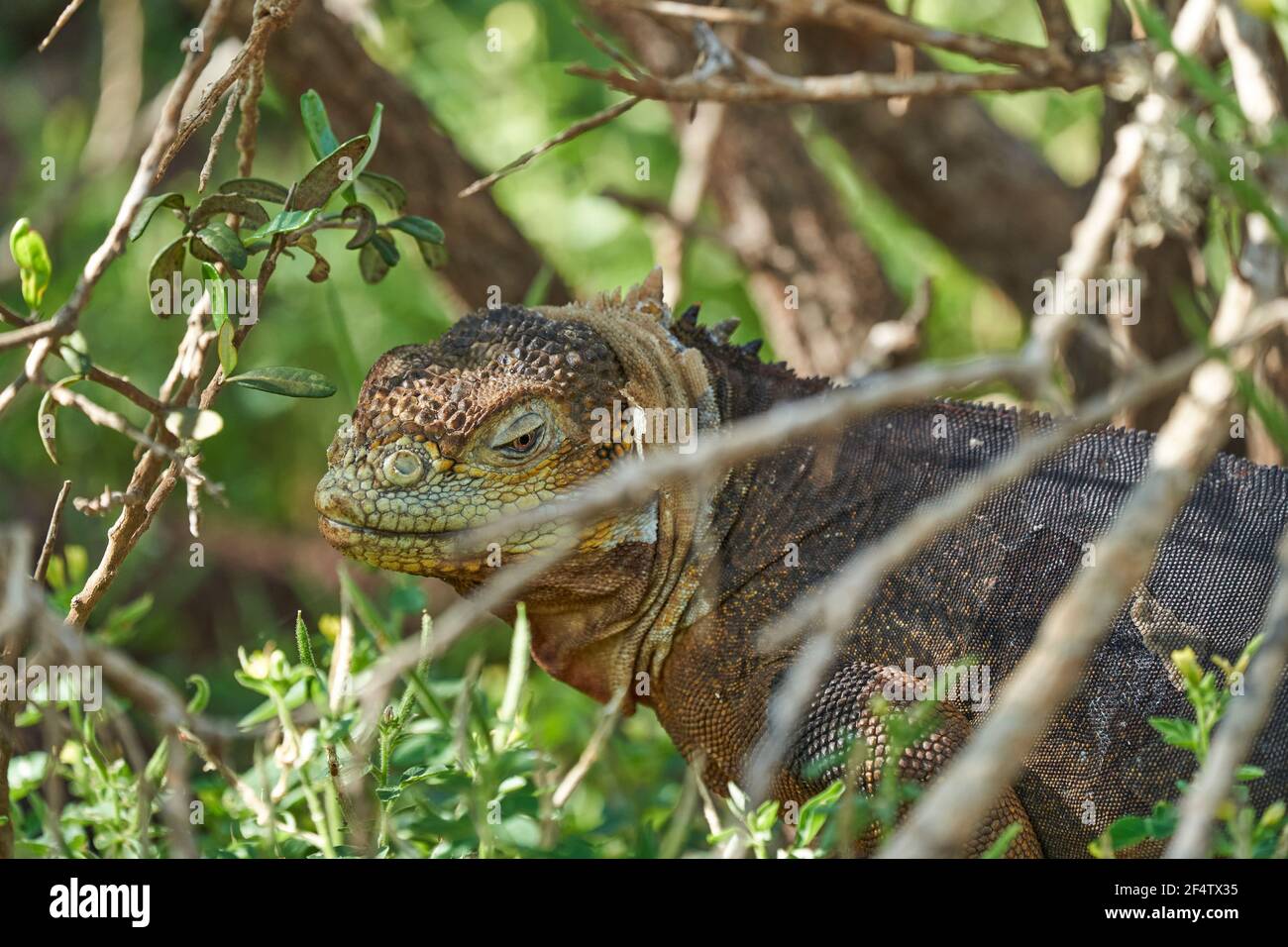 Dinosaur species hi-res stock photography and images - Alamy