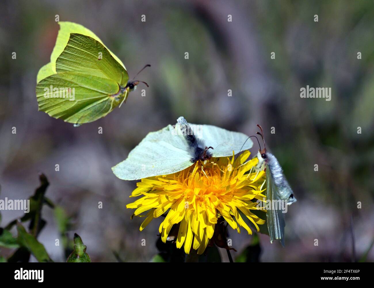 Common emigrant (Catopsilia pomona) Photo: Alf Linderheim / TT / kod ...