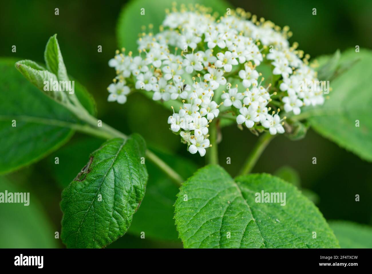 Viburnum Flowers in Bloom in Springtime Stock Photo - Alamy