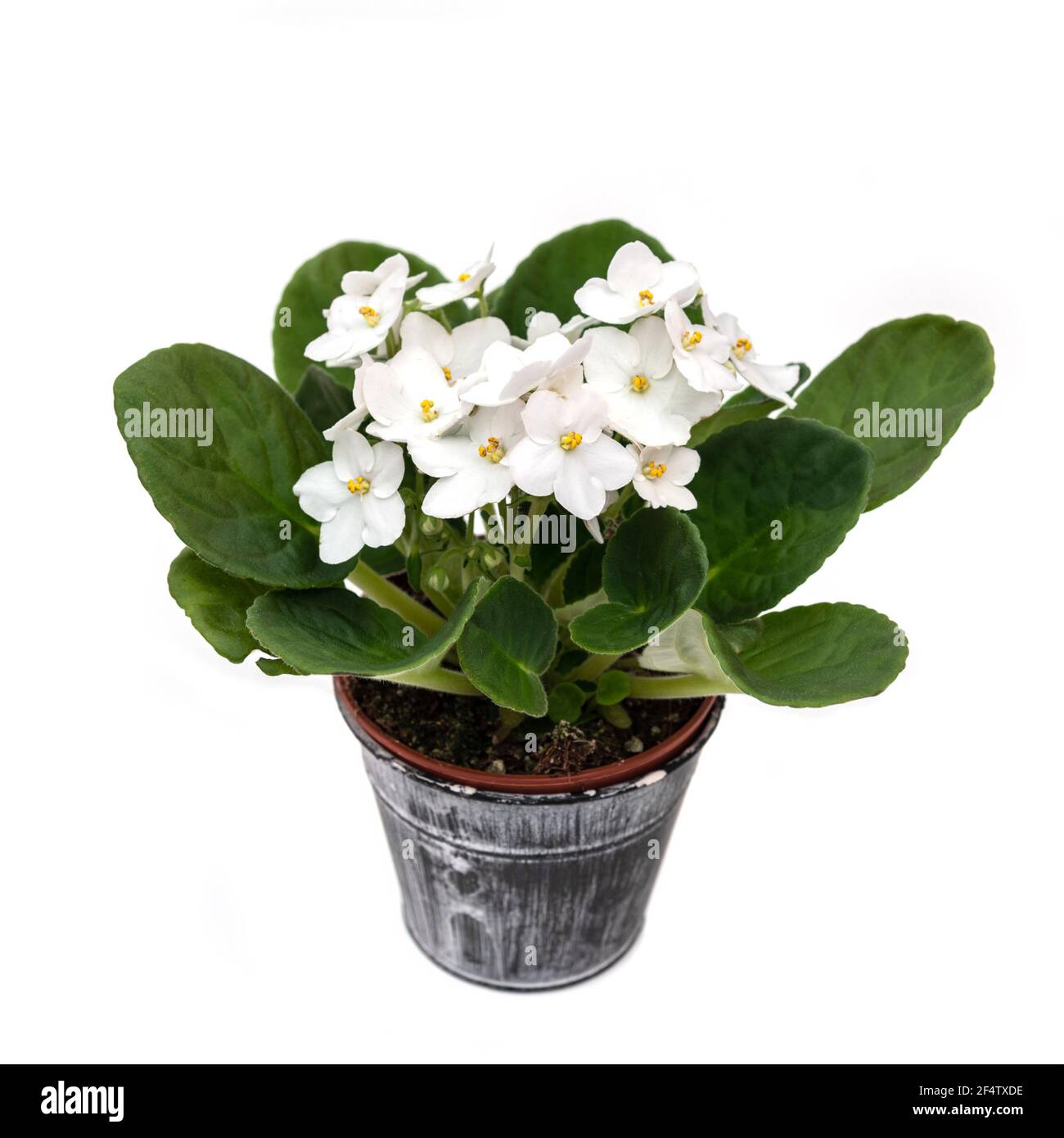 Violet viola blooming in Cut Out Stock Images & Pictures - Alamy