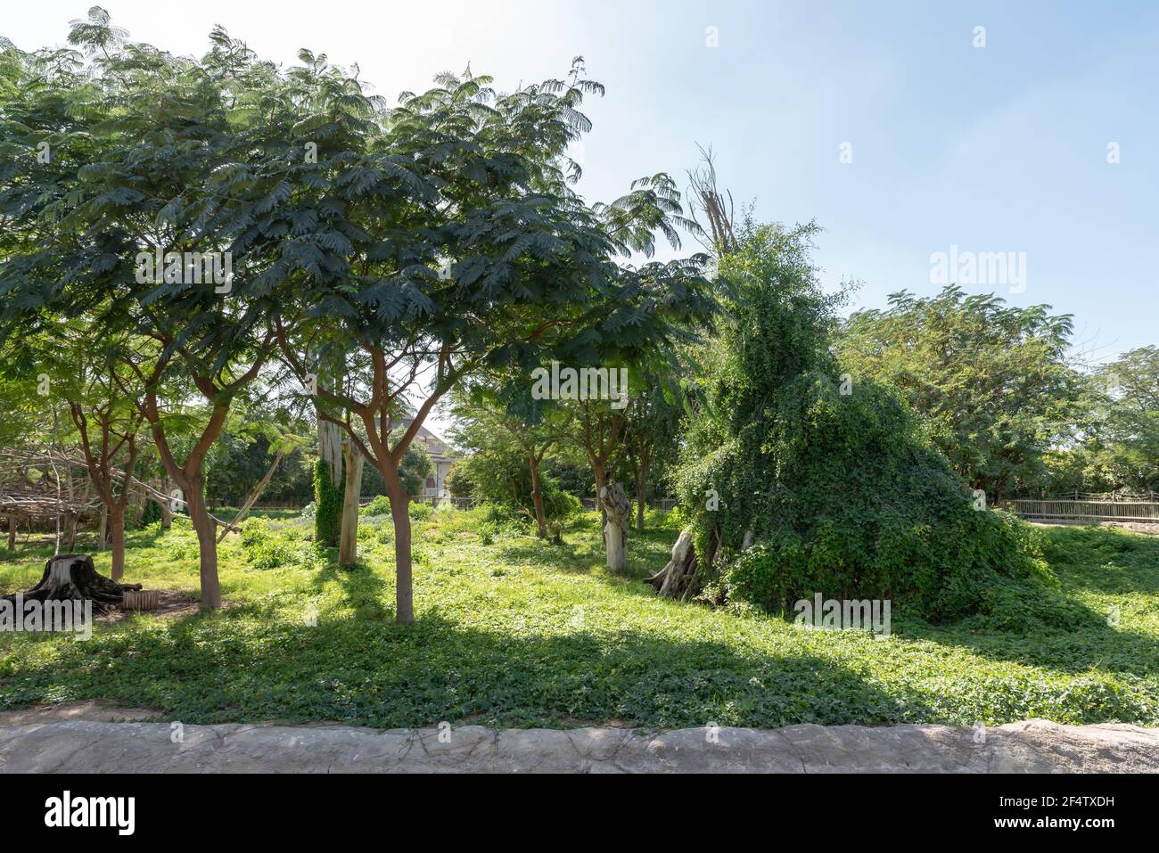 Green trees under the clear sky in Safari Park (Dubai Zoo Stock Photo ...
