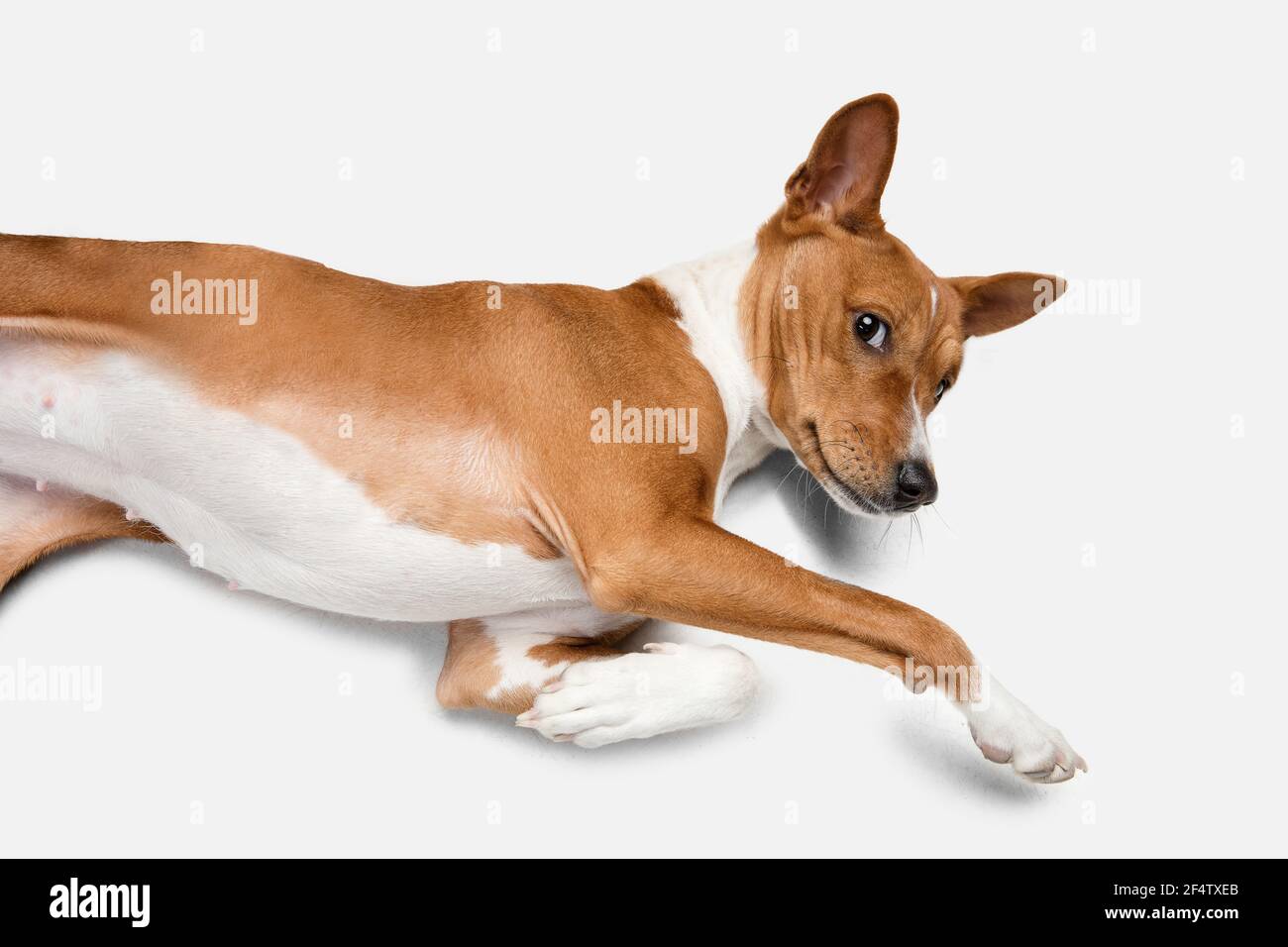 Cute puppy of Basenji dog posing isolated over white background Stock ...