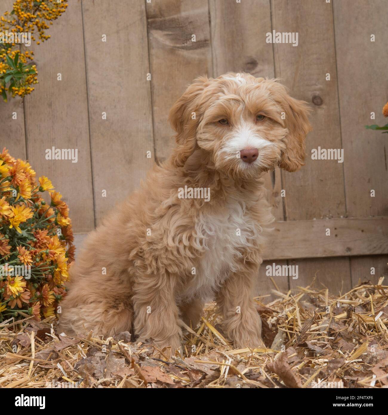 White cavapoo hi-res stock photography and images - Alamy