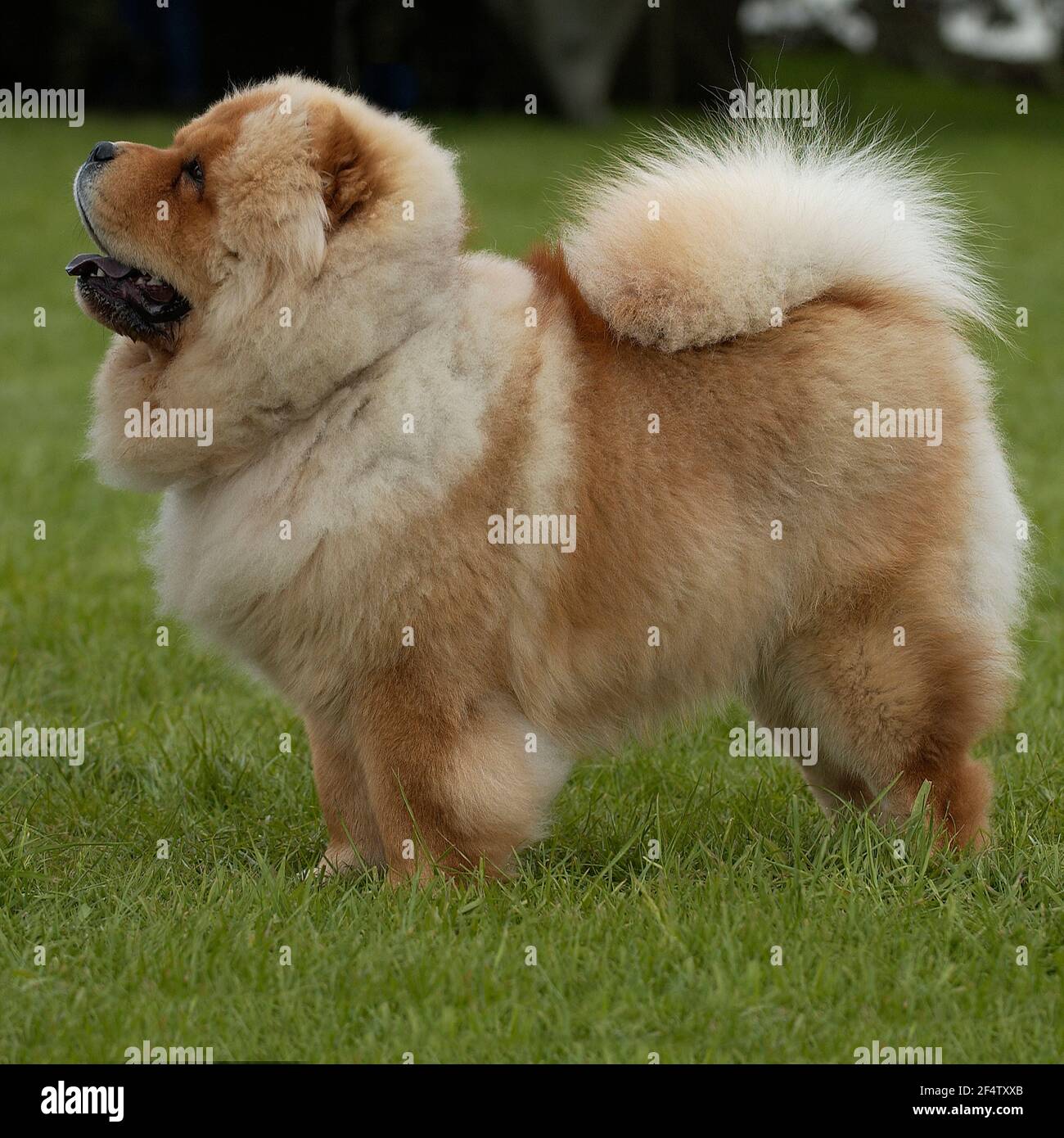 Cream coat chow chow hi-res stock photography and images - Alamy