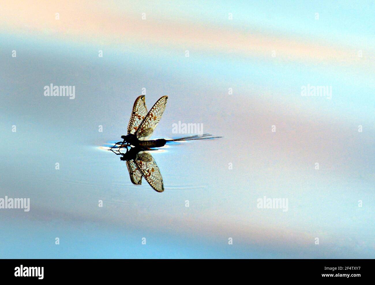 Mayfly landing on water Foto: Alf Linderheim / TT / kod 2731 Stock ...