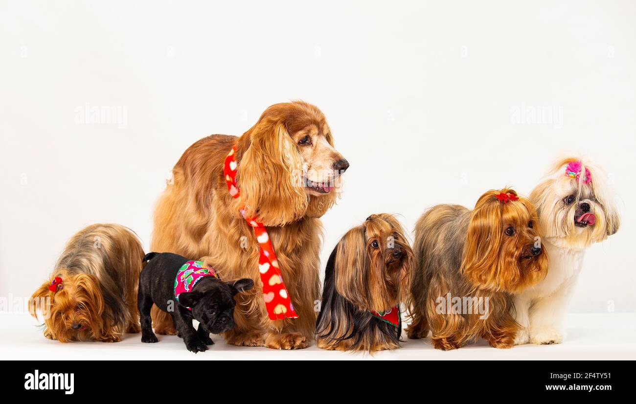 Group dogs variety hi-res stock photography and images - Alamy
