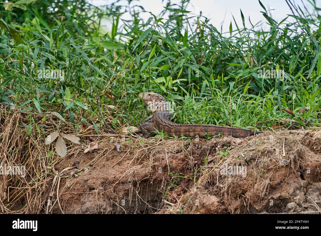 Paraguayensis hi-res stock photography and images - Alamy