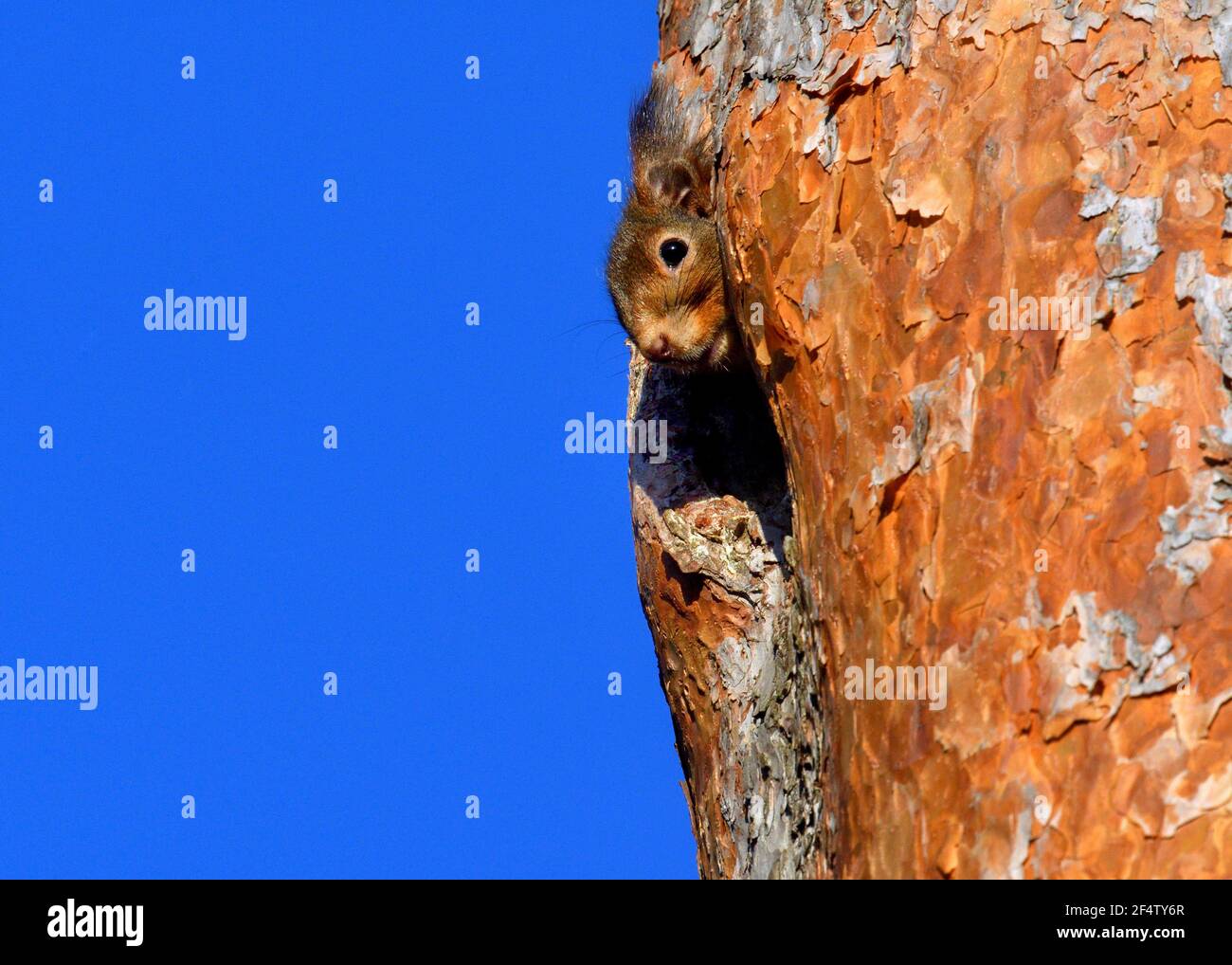 Squirrel in a pine tree hi-res stock photography and images - Alamy