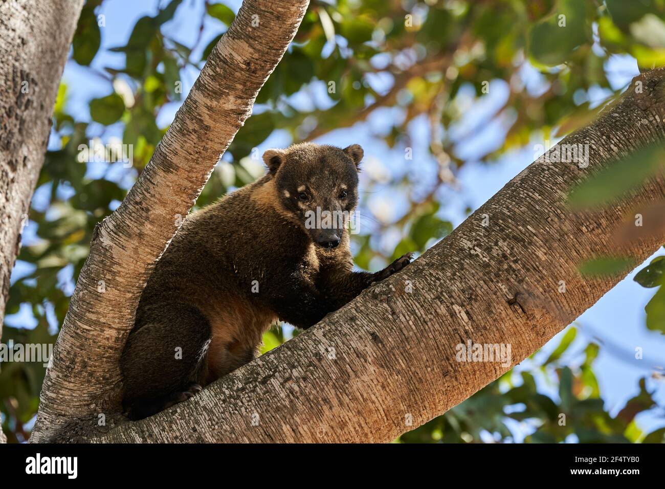 Coati, Nasus Nasus, climbing through the a tree in the southern ...