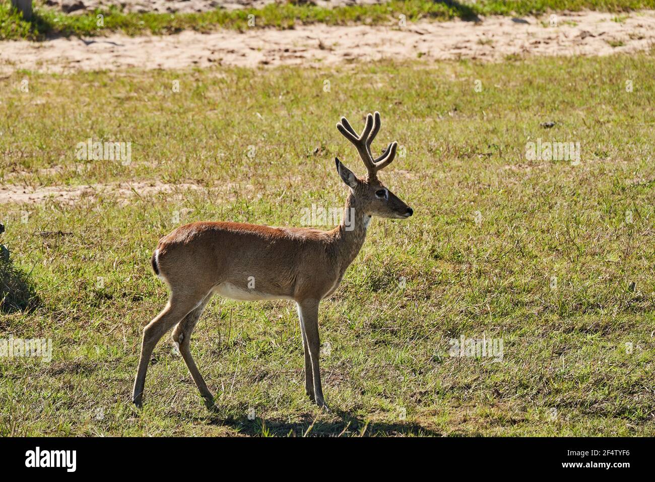 Largest deer species from south america hi-res stock photography and ...