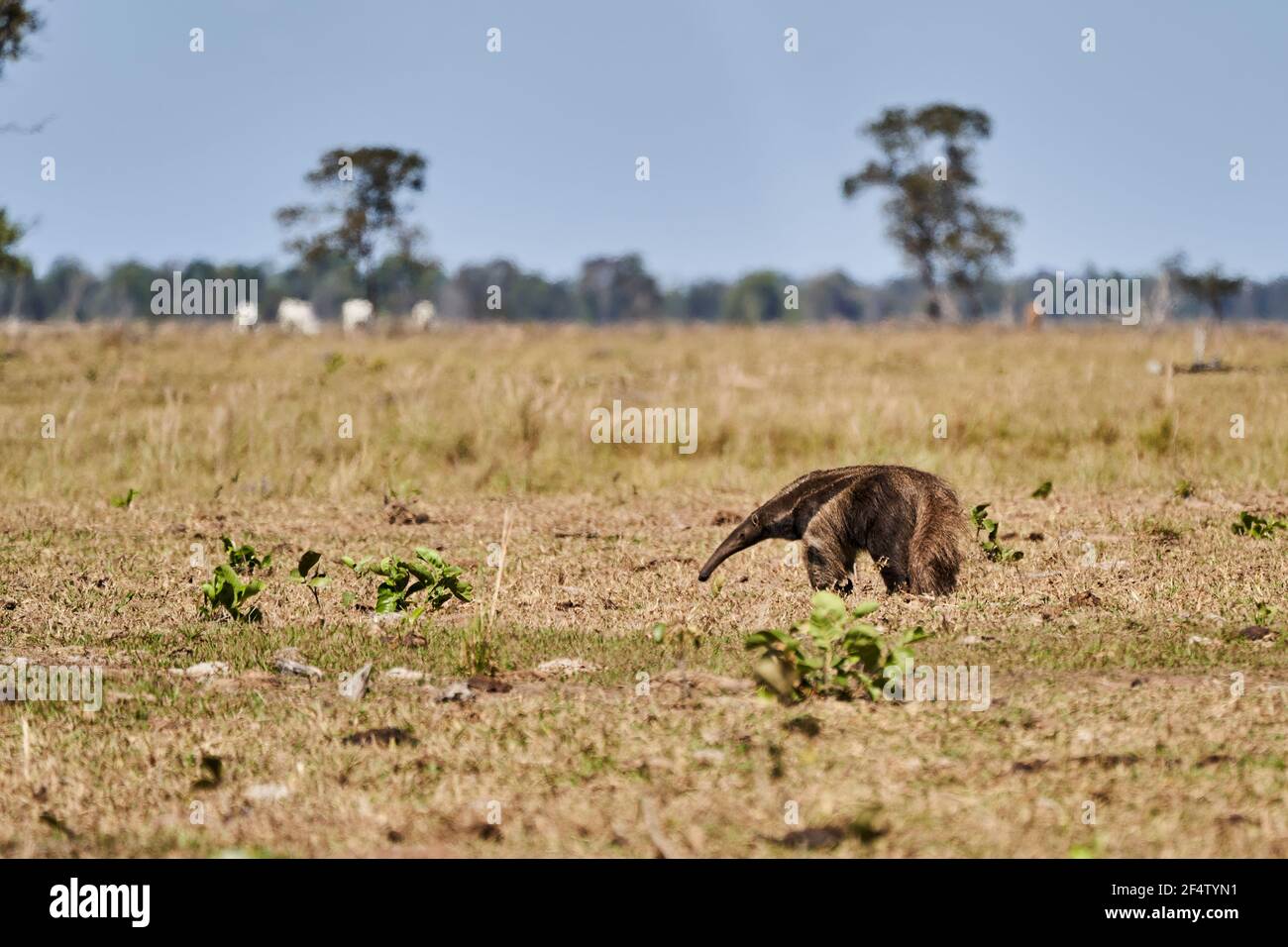 giant anteater walking over a meadow of a farm in the southern Pantanal ...