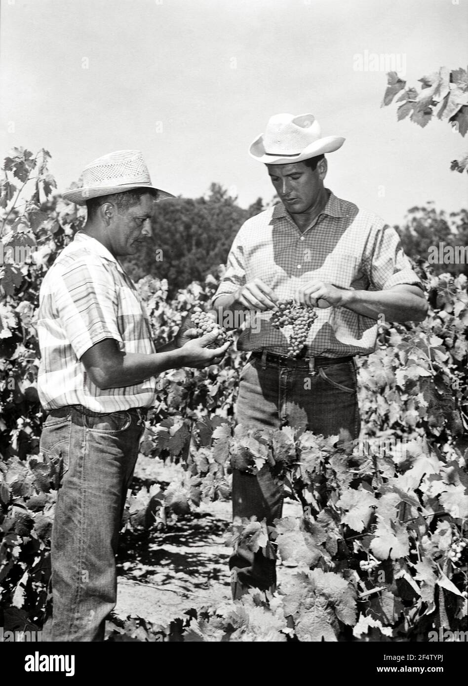 ROCK HUDSON in THIS EARTH IS MINE (1959), directed by HENRY KING ...