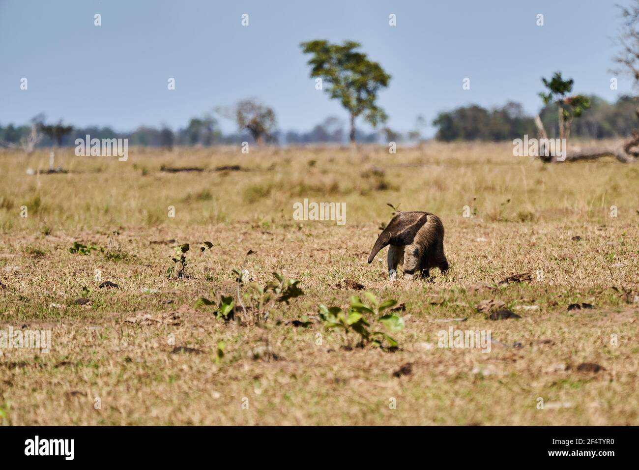 giant anteater walking over a meadow of a farm in the southern Pantanal ...