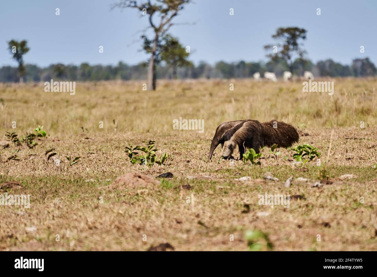 giant anteater walking over a meadow of a farm in the southern Pantanal ...