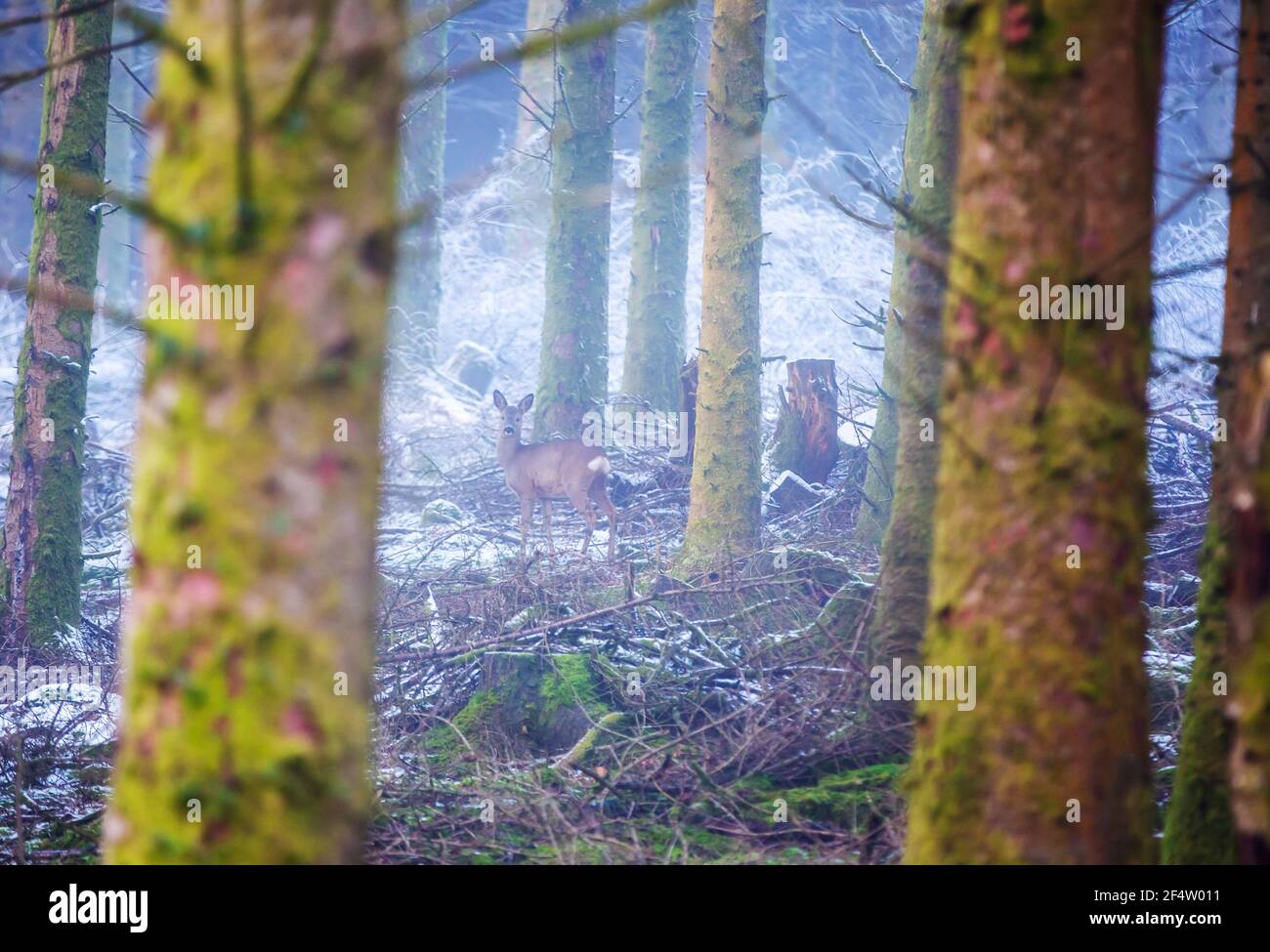 Conifer plantation in lake district hi-res stock photography and images ...