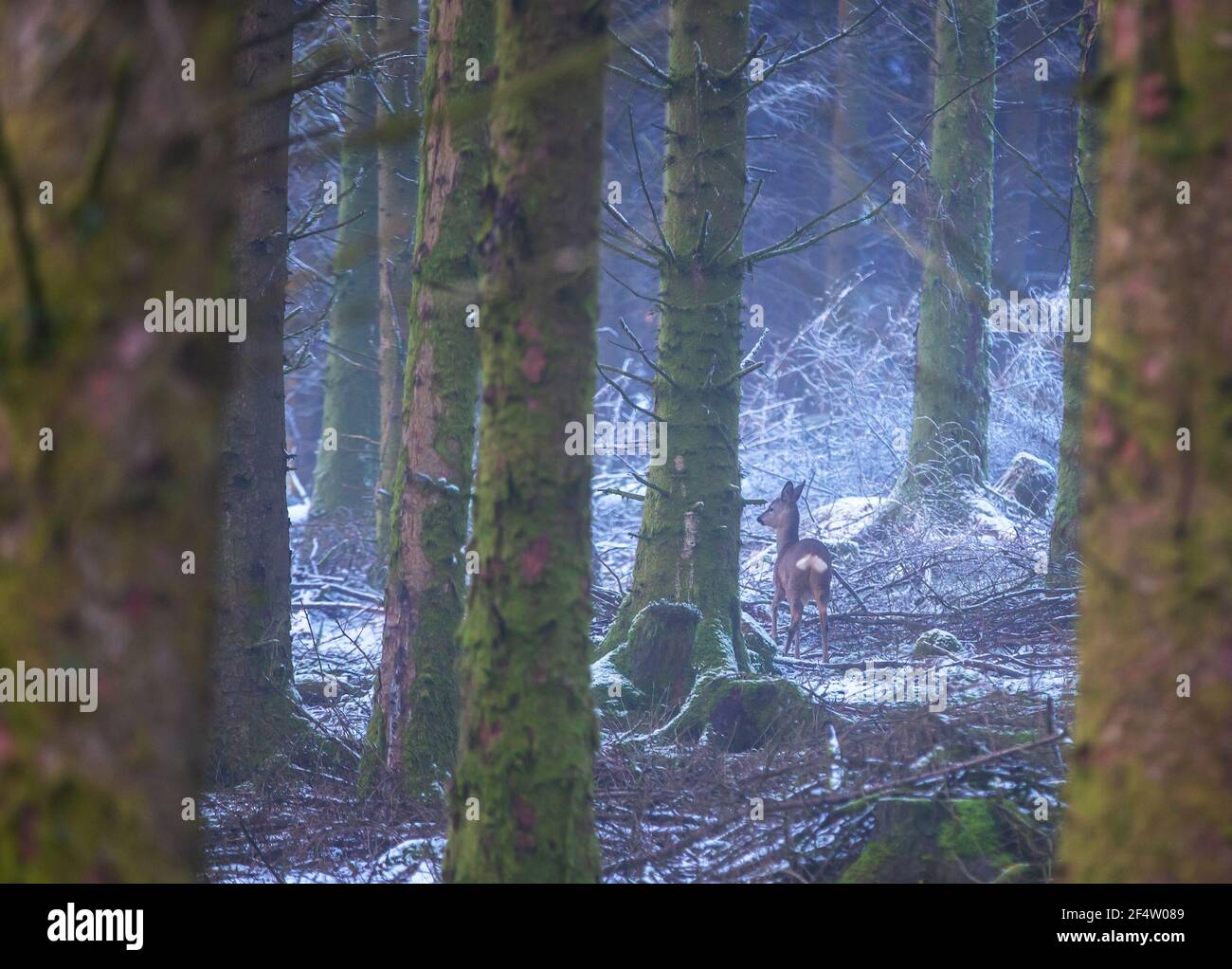 Roe Deer in woodland near Tarn Howes, Lake District, UK Stock Photo - Alamy