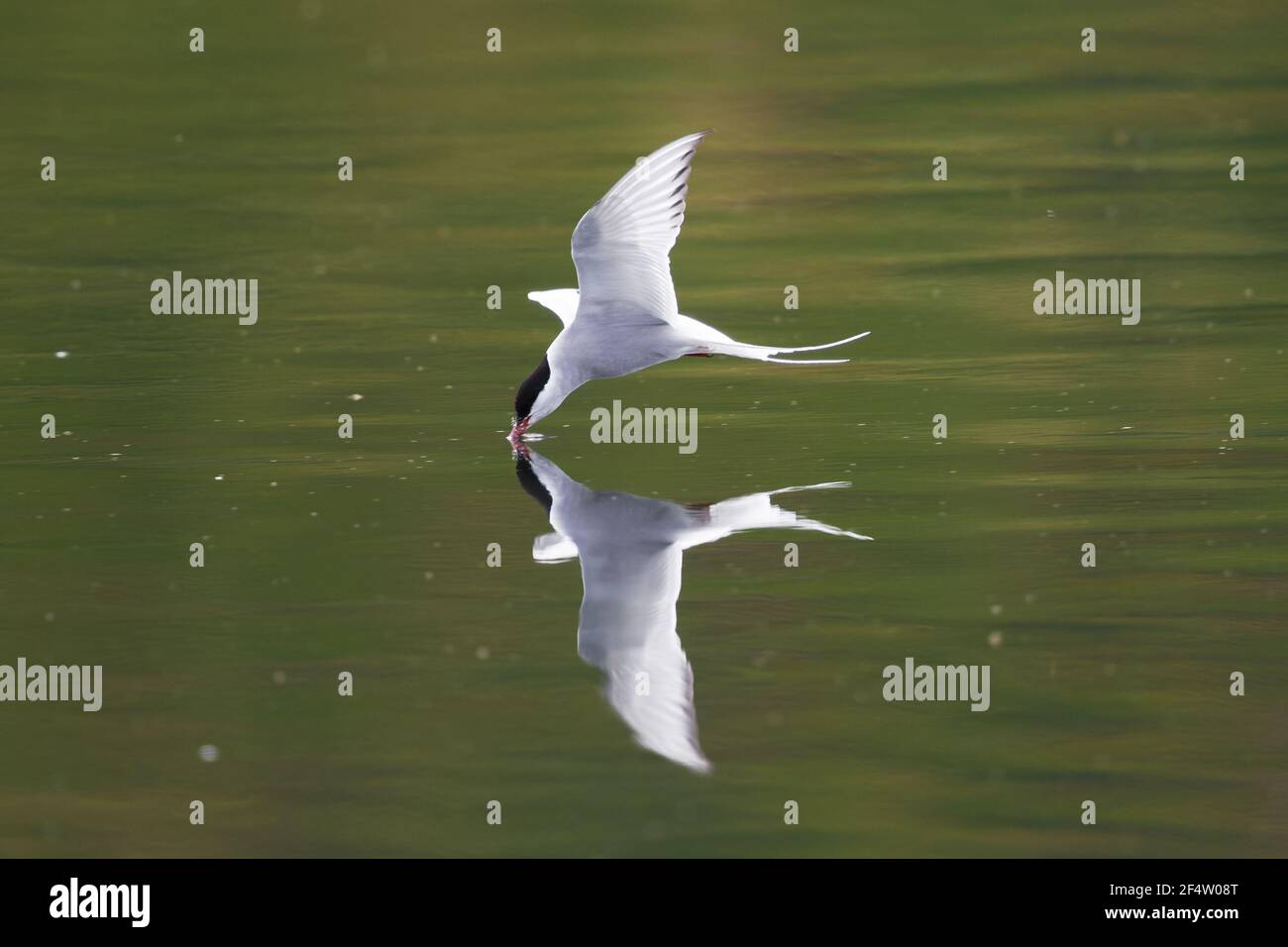 Arctic Tern - picking up insects from surface of riverSterna paradisaea ...