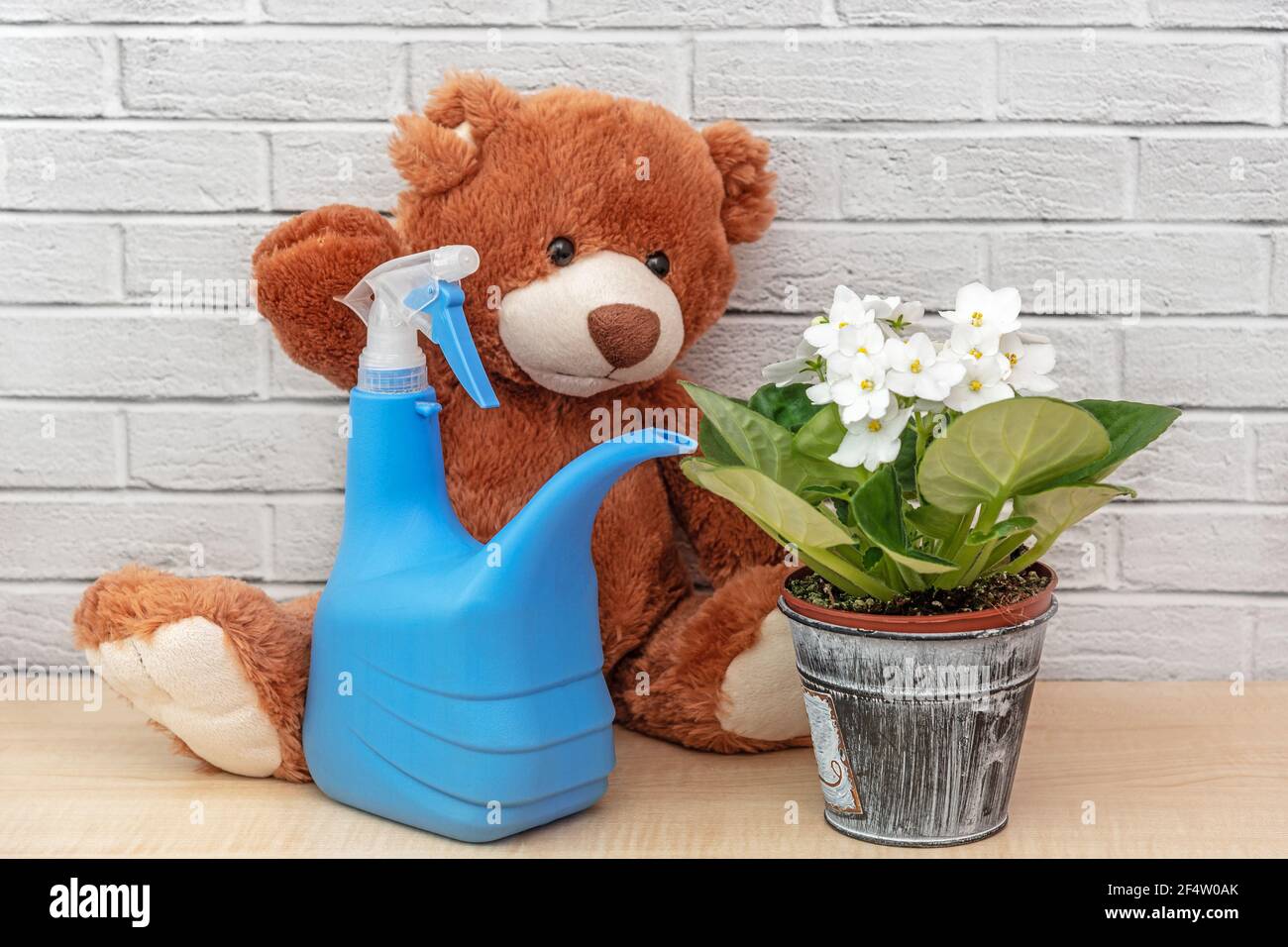 Sweet brown stuffed toy and house plant on shelf. Plants in house Stock ...