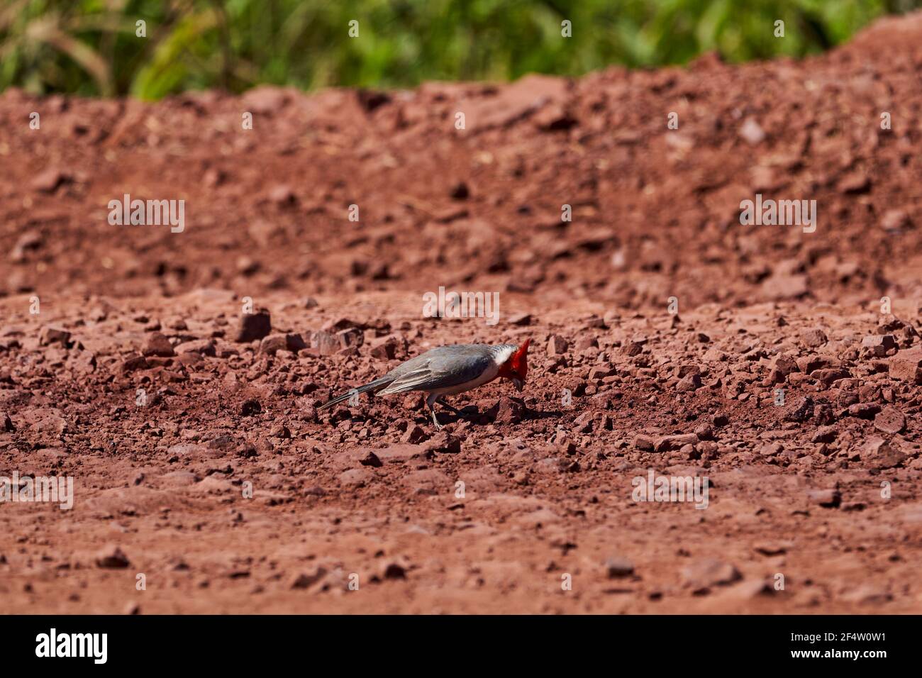 The red crested cardinal, Paroaria coronata, is a songbird, the species ...