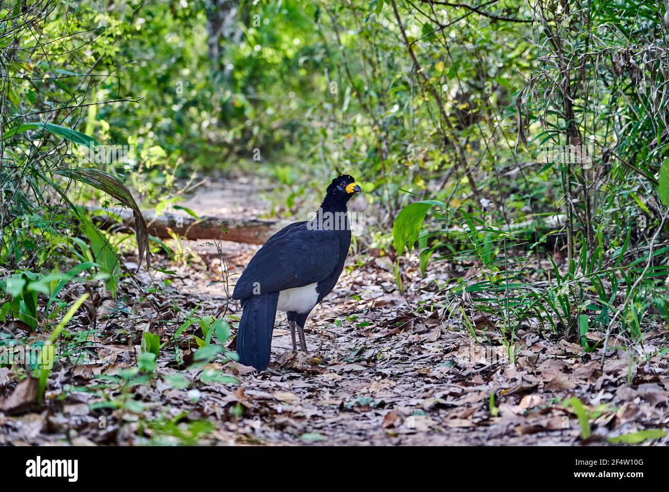 bare faced curassow, Crax fasciolata, a large bird with small crest ...