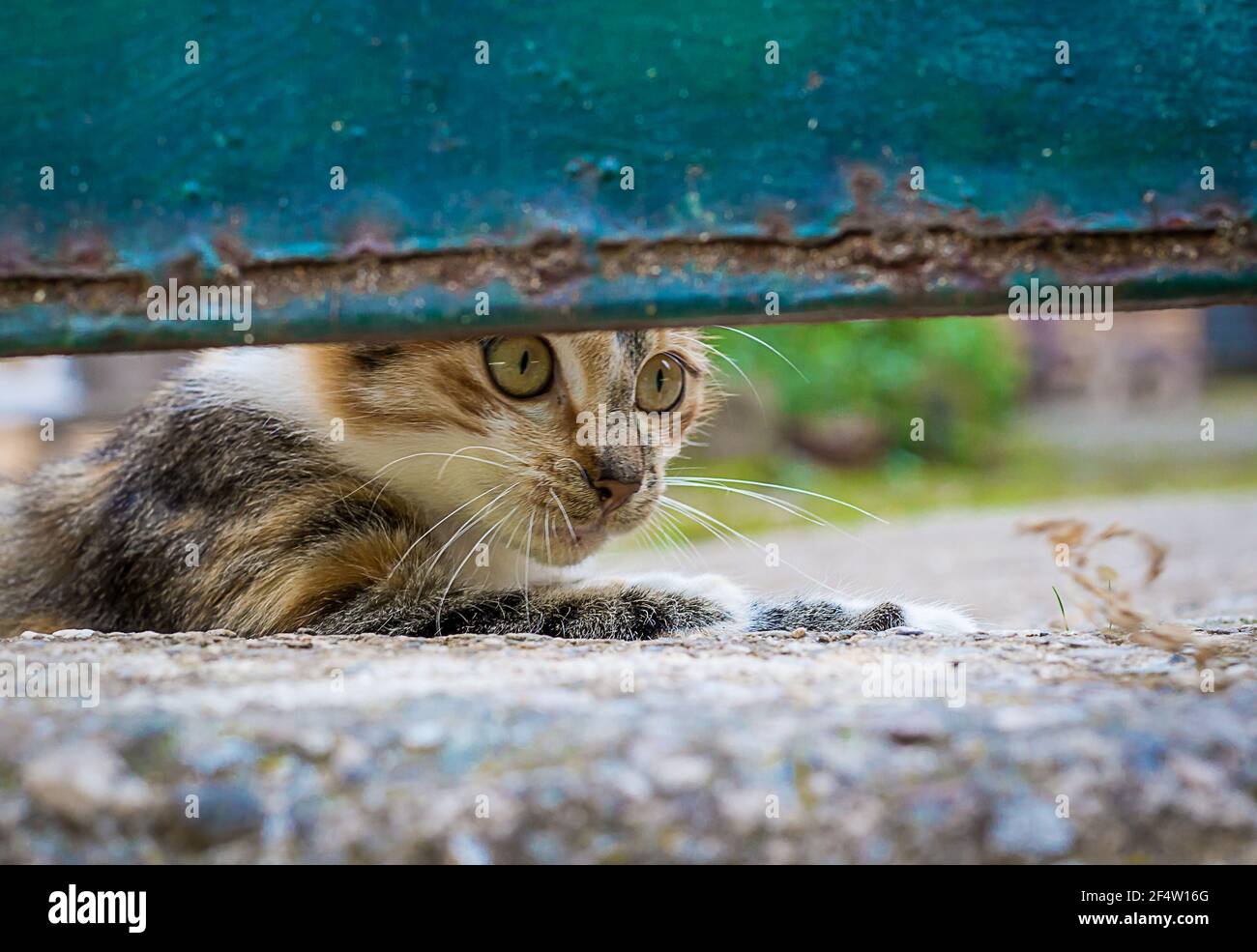 Cute Gate Hi Res Stock Photography And Images Alamy