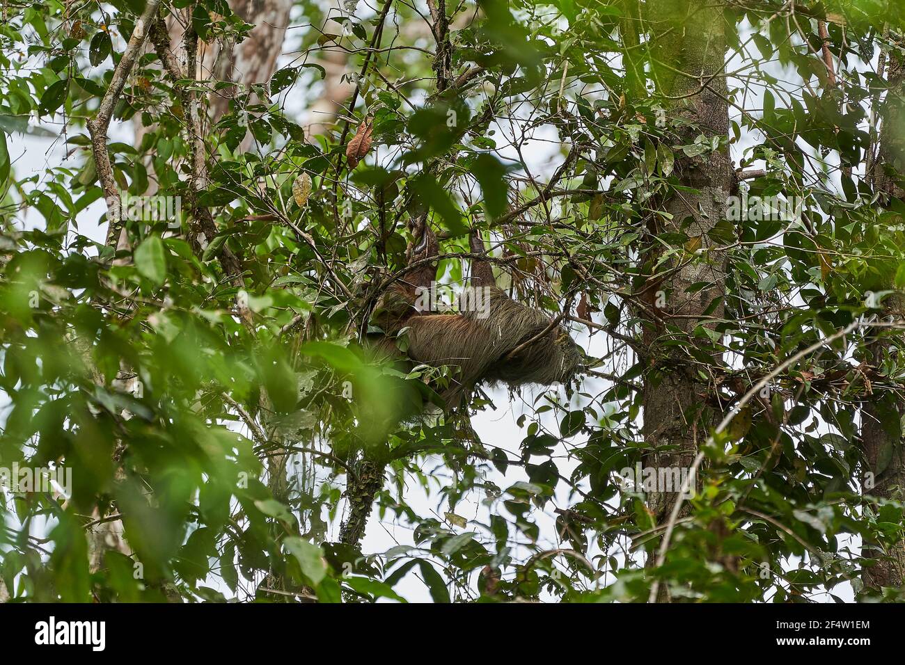 Linnaeuss two toed sloth, Choloepus didactylus, also southern two toed ...