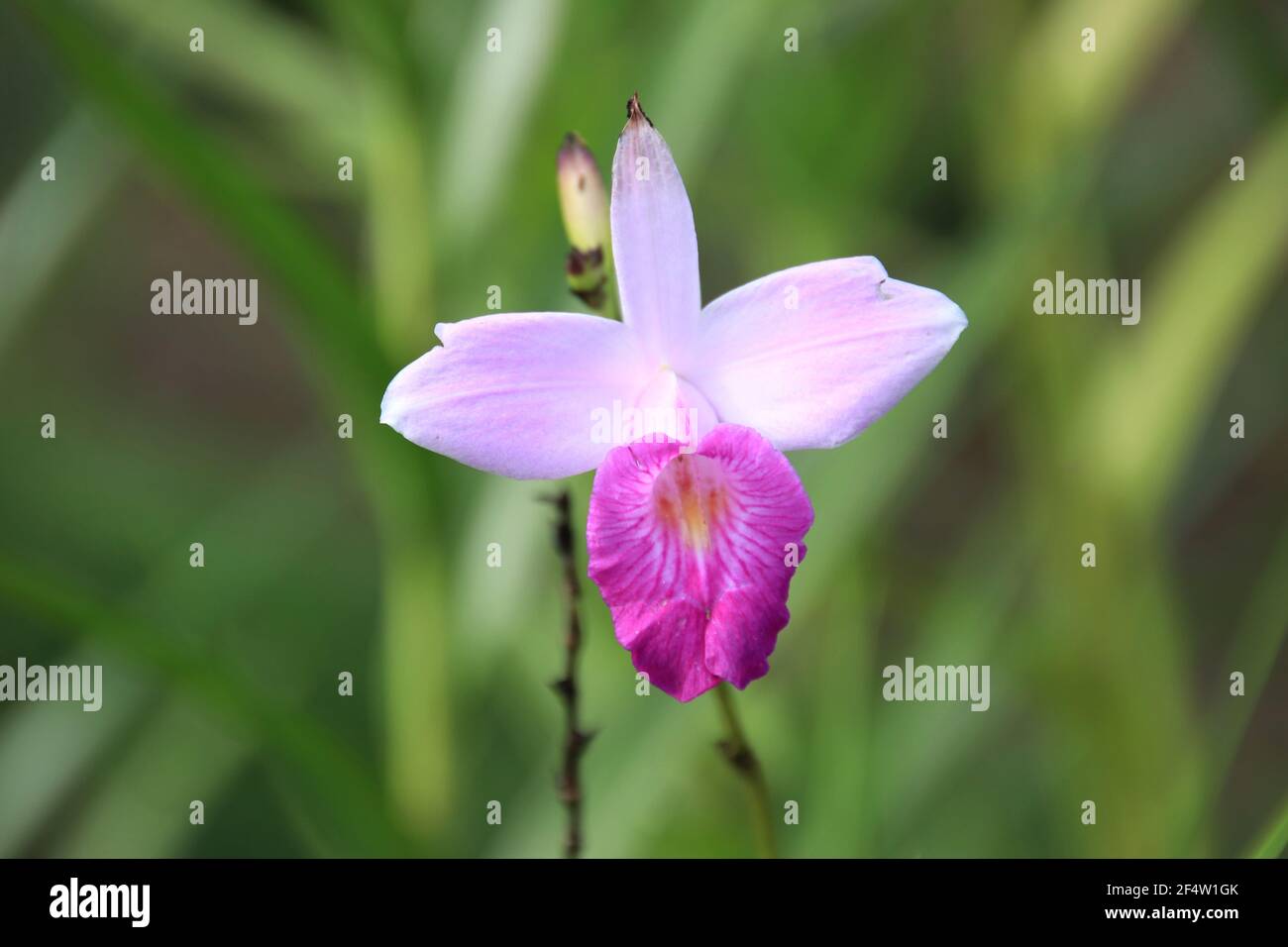 Costa rica national flower hi-res stock photography and images - Alamy